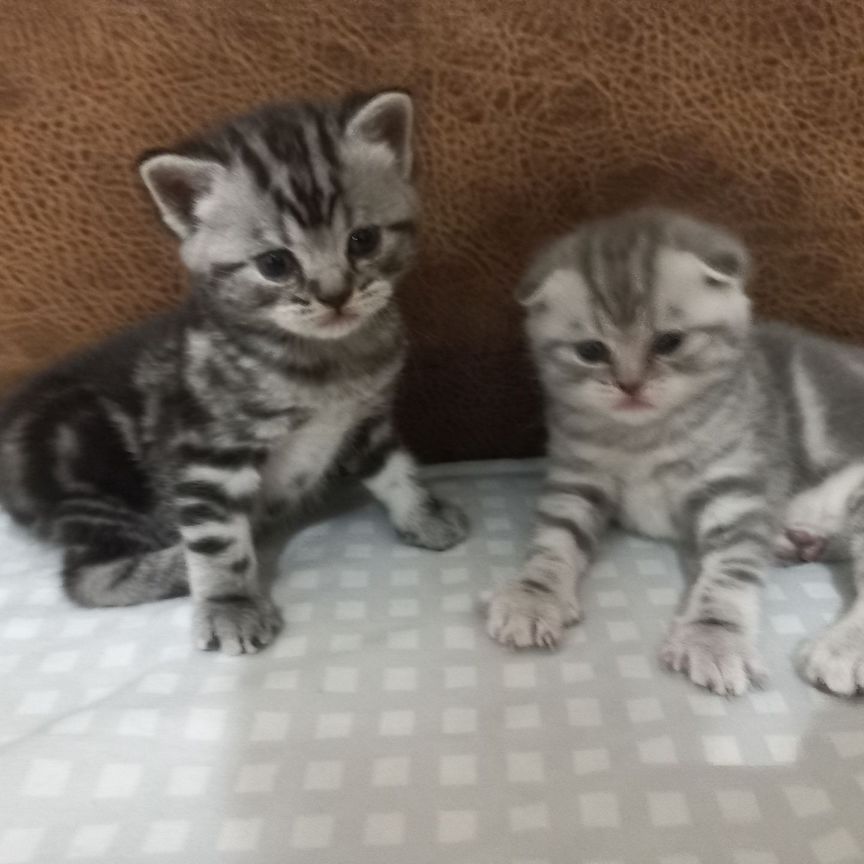 Шотландские котята