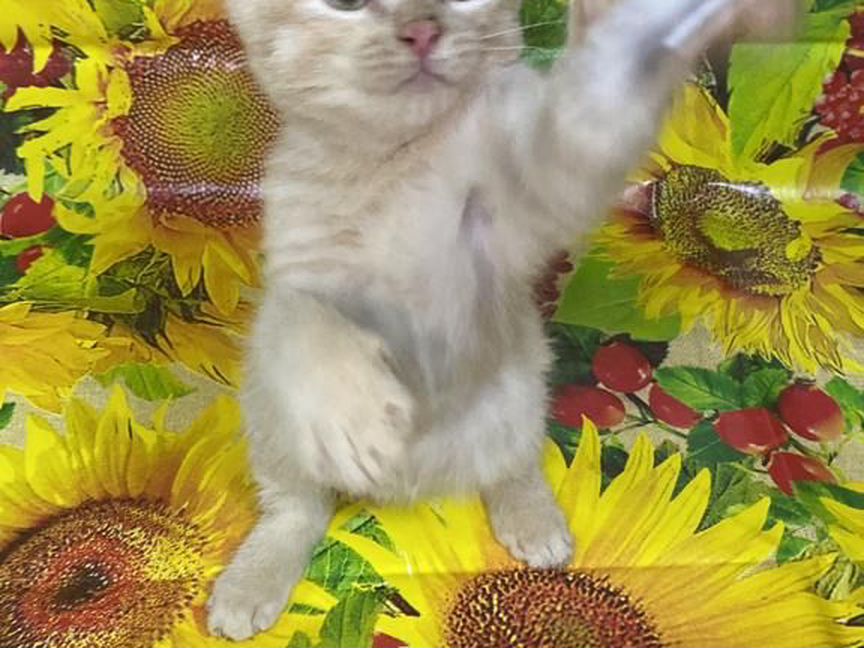 Котёнок в добрые руки