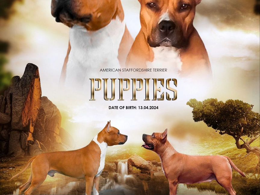 Щенки Ам. Стаф