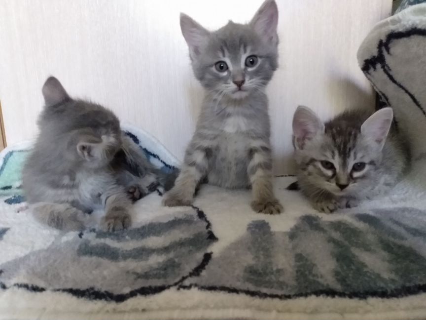 Котятки "пузики в горошек"