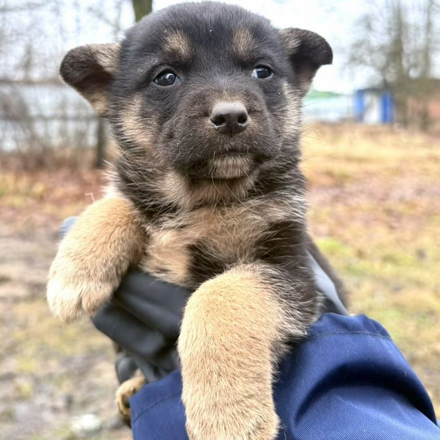 Щенок в добрые руки