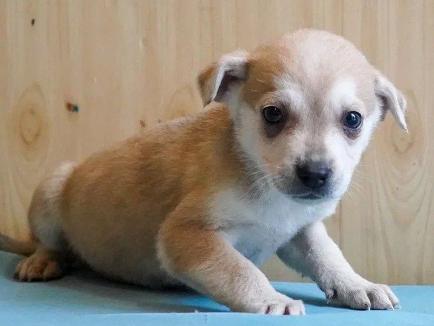 Щенок 1,5 месяца мальчик Каспер в добрые руки