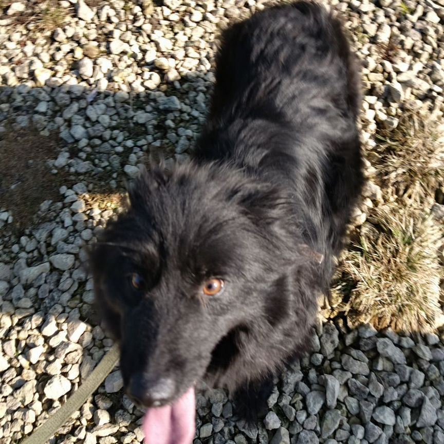 Взрослая собака в добрые руки