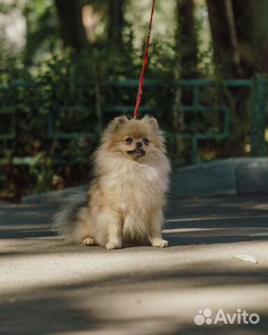 Шпиц Померанский девочка 1 г