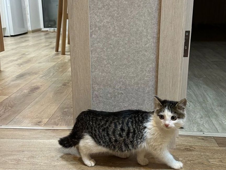 Котенок в добрые руки