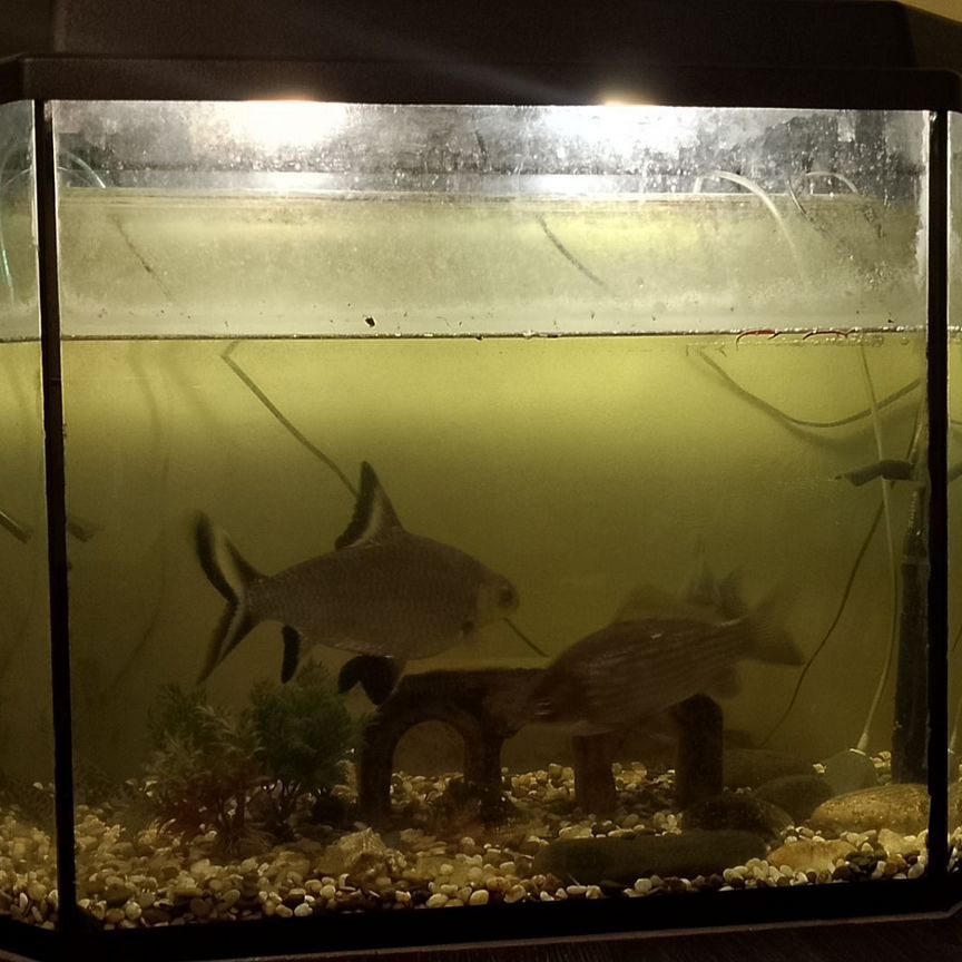 Аквариум с фильтроми