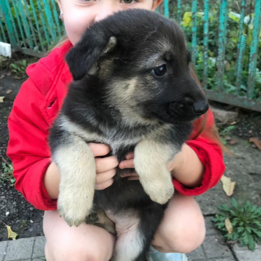 Девочки - метисы овчарки в поиске дома