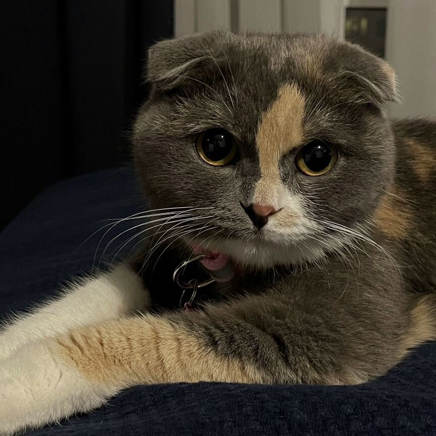 Кошка