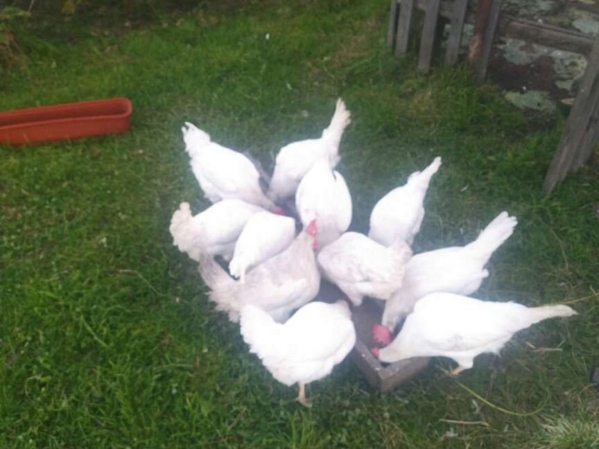 Куры несушки