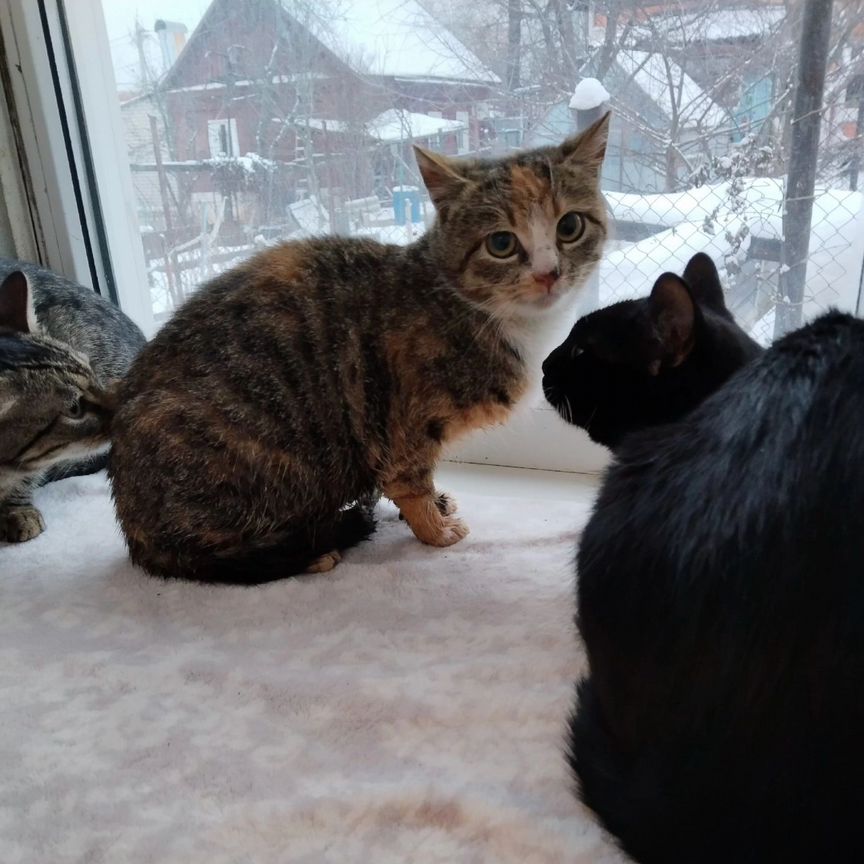 Котёнок в добрые руки