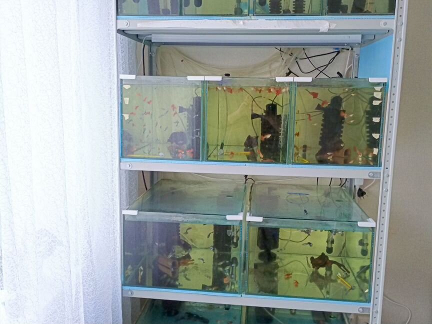 Домашние животные рыбки