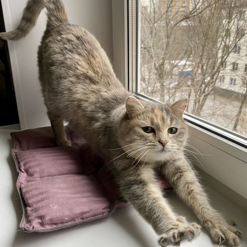 Котенок девочка в дар (стерилизована)