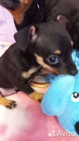 Мини той-терьер щенки