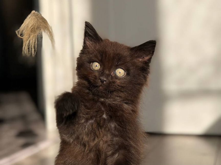 Котик малыш в добрые руки