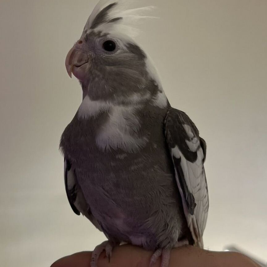 Попугай корелла