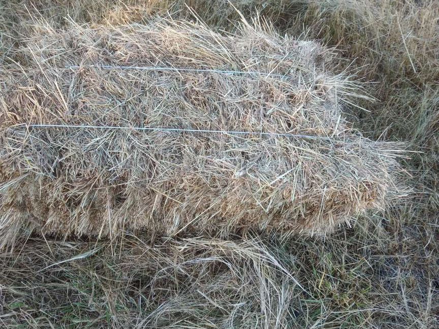 Сено разнотравие