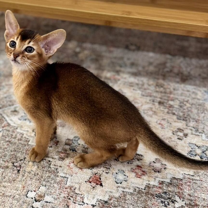 Абиссинский котёнок