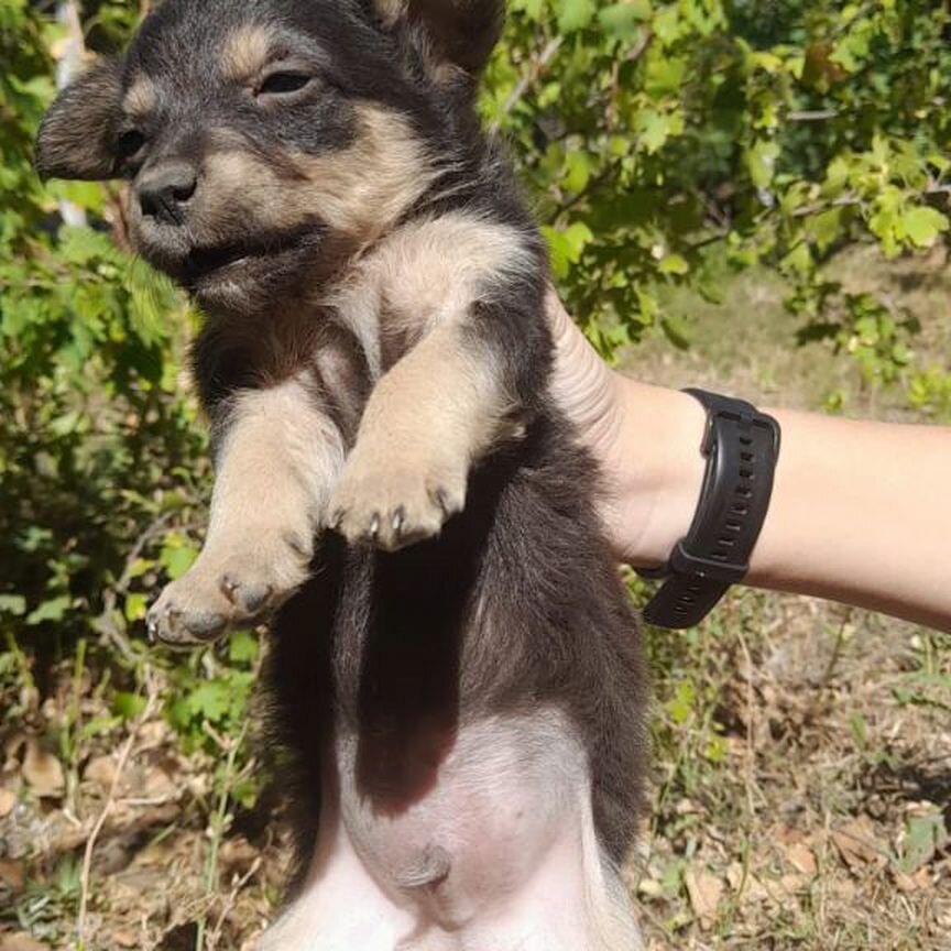 Щенки