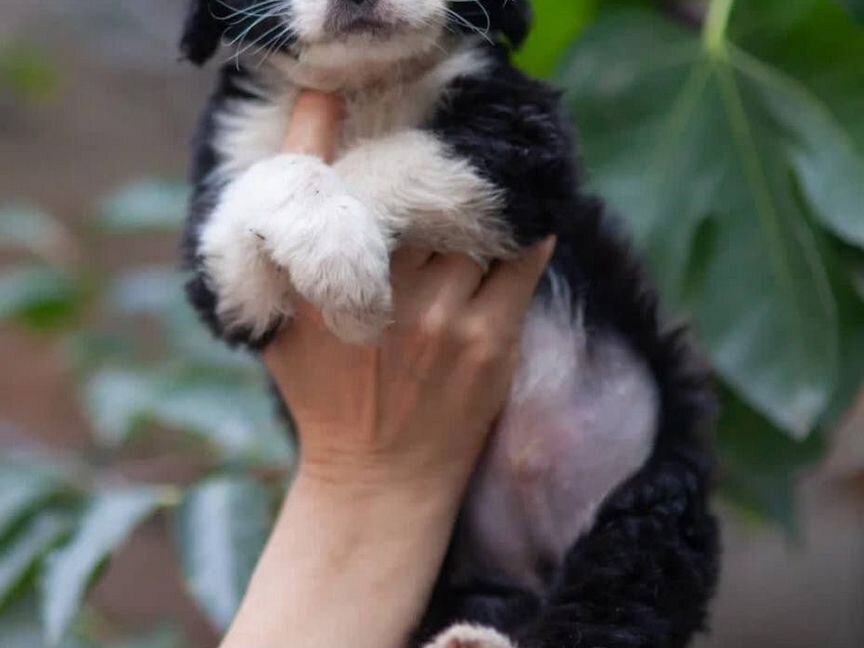 Щенок в добрые руки бесплатно