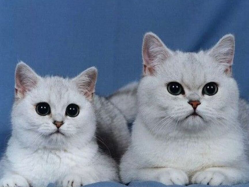 Шотландские красавчики