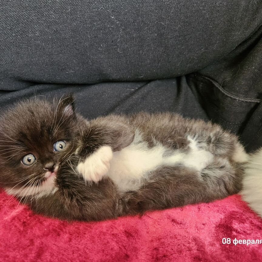 Котёнок мальчик