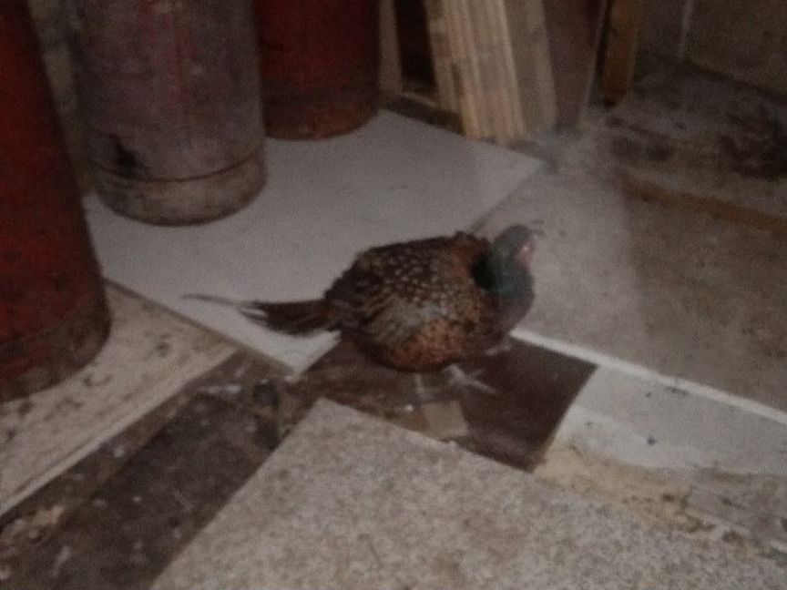 Птица фазан девочка