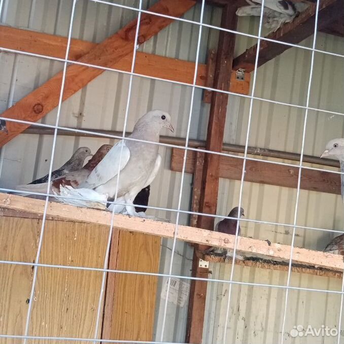 Голуби Азиаты