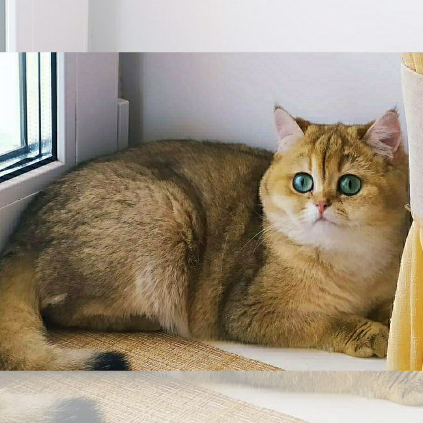 Мальчик-эксклюзивчик золотая шиншилла (документы)