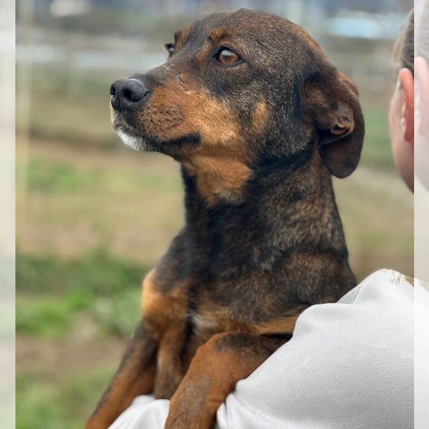 Взрослая собака в добрые руки