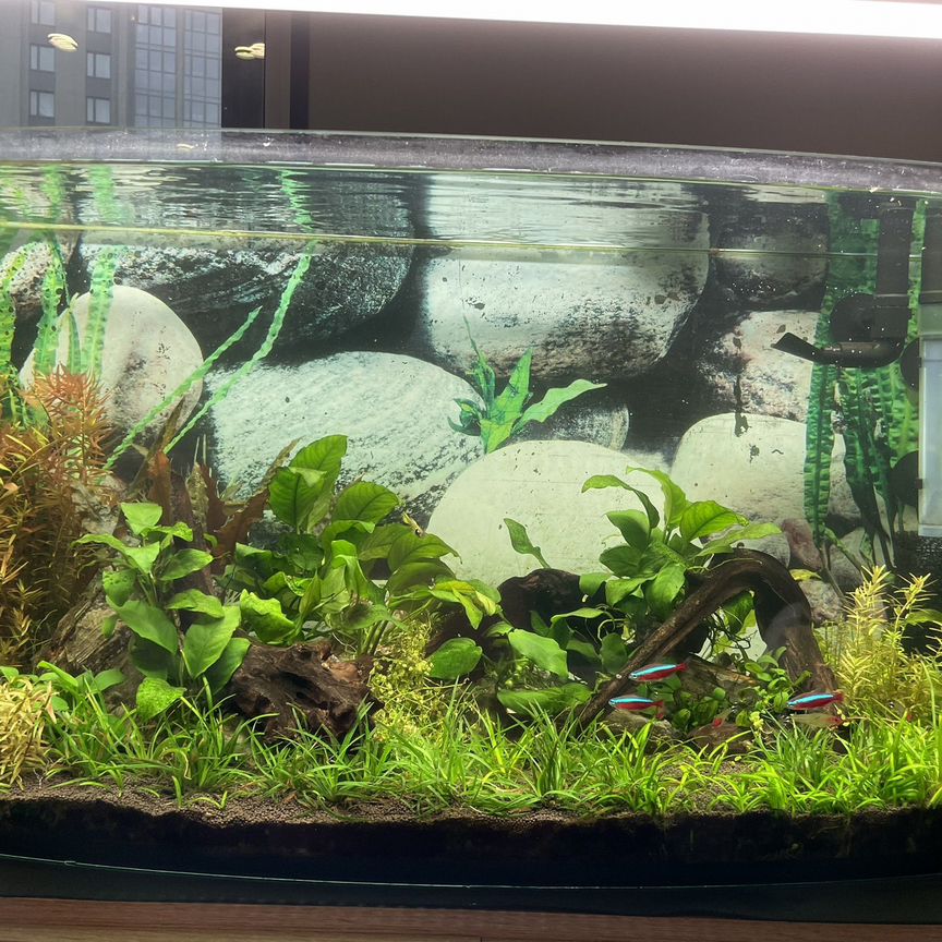 Аквариумные растения