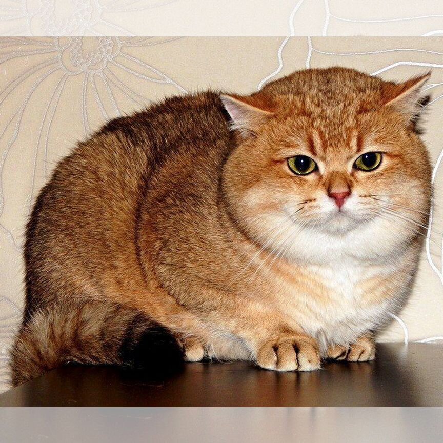 Британский короткошёрстный, взрослый кот