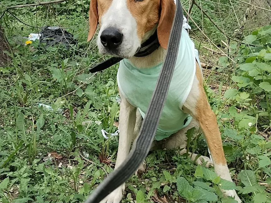 Русская пегая гончая