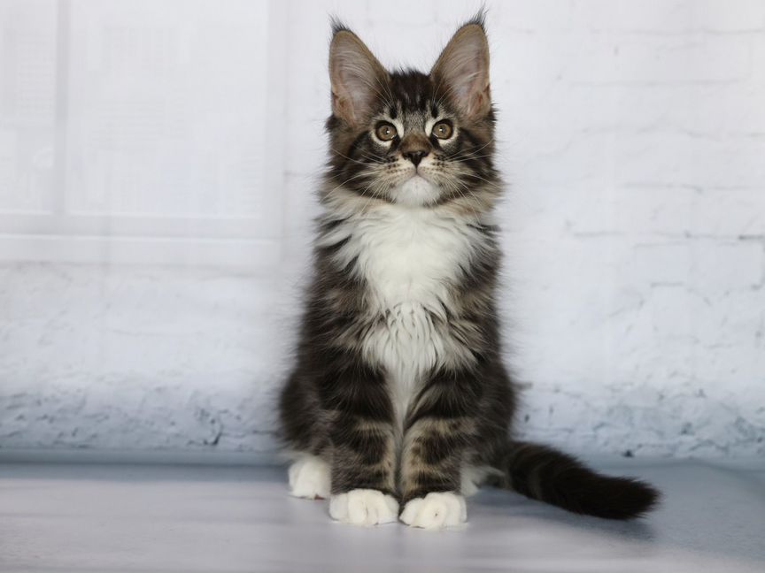 Мейн-куны из питомника