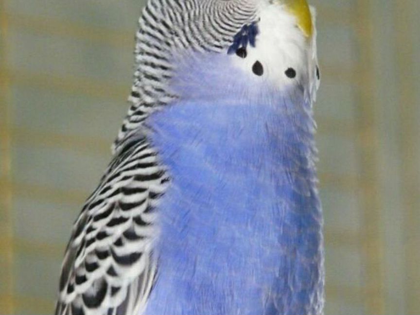 Волнистый попугай