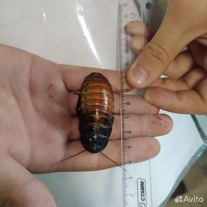 Кормовые тараканы