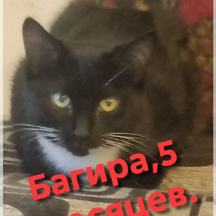 Котенок