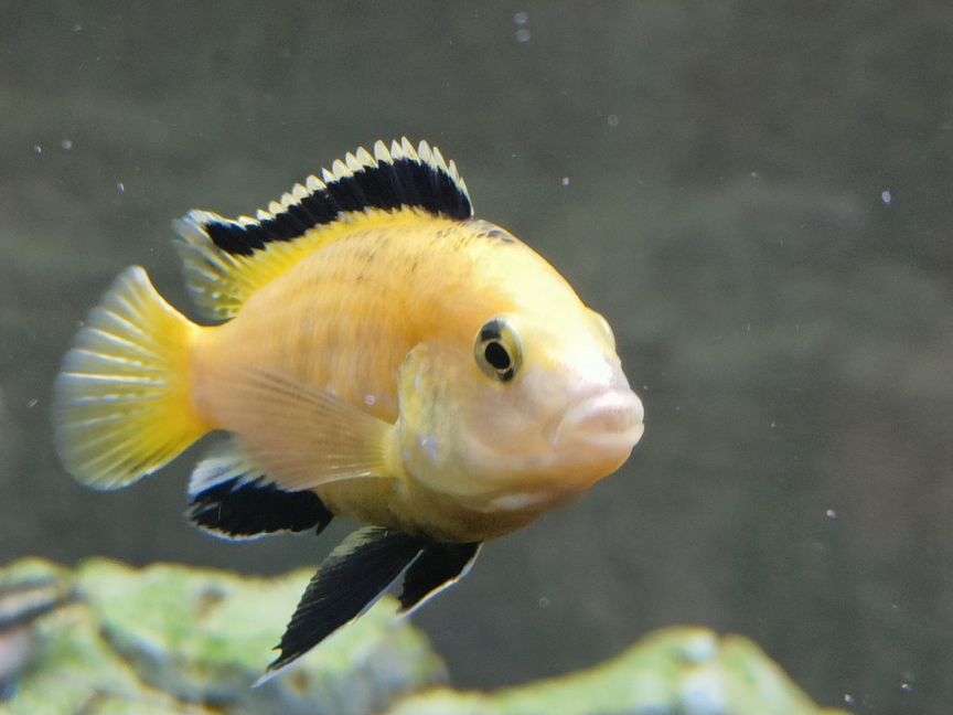Лабидохромис еллоу