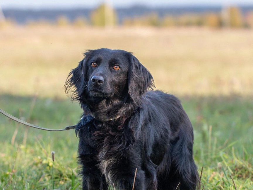 Метис спаниеля Мона ждёт семью в Лесном приюте