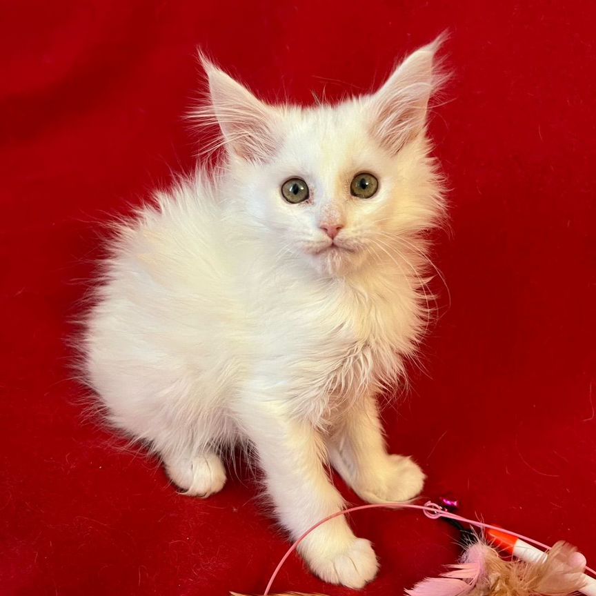 Белые мейнкуны