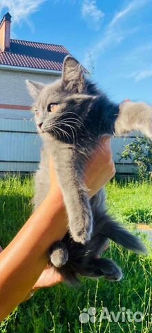 Кошечка ищет дом