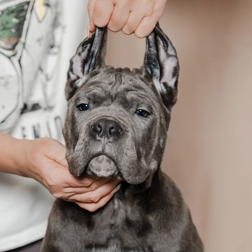 Кане Корсо щенок мальчик