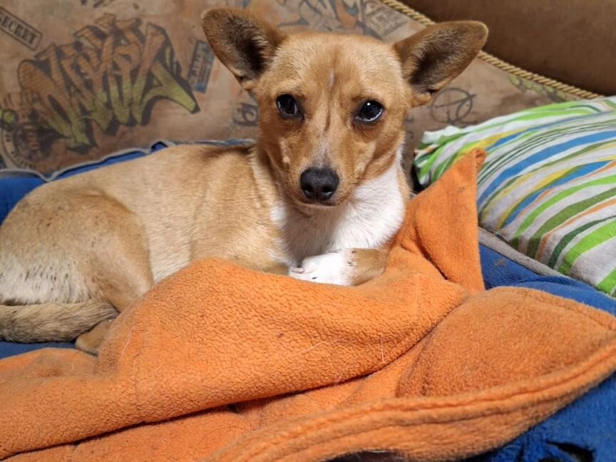 Маленькая собачка, Лисичка