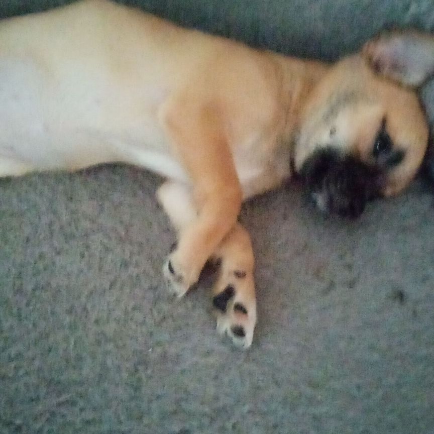 Девочка чихуахуа гладкошерсная