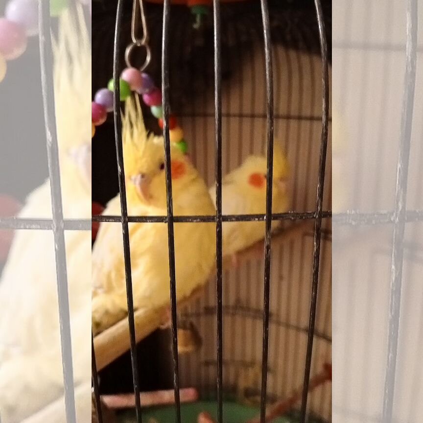 Попугай корелла с клеткой мальчик и девочка р