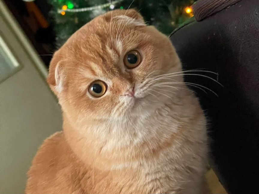 Скоттиш фолд