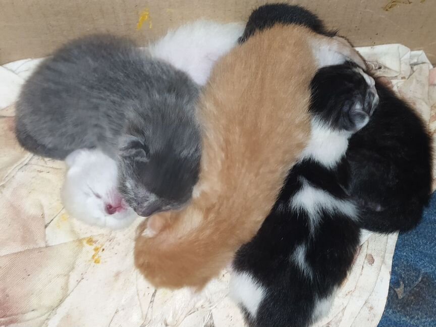 Домашние 6 котят ищут семью