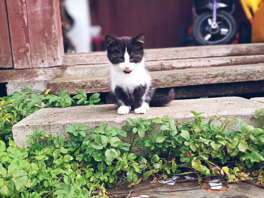 Котёнок в добрые руки