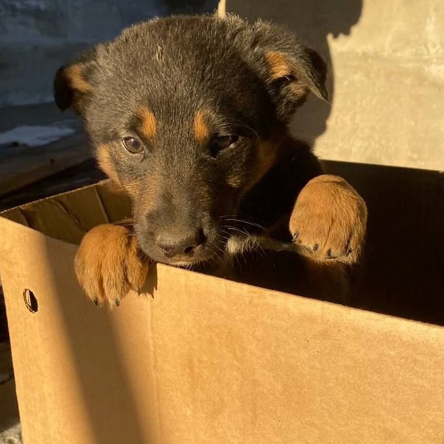 Щенок в добрые руки