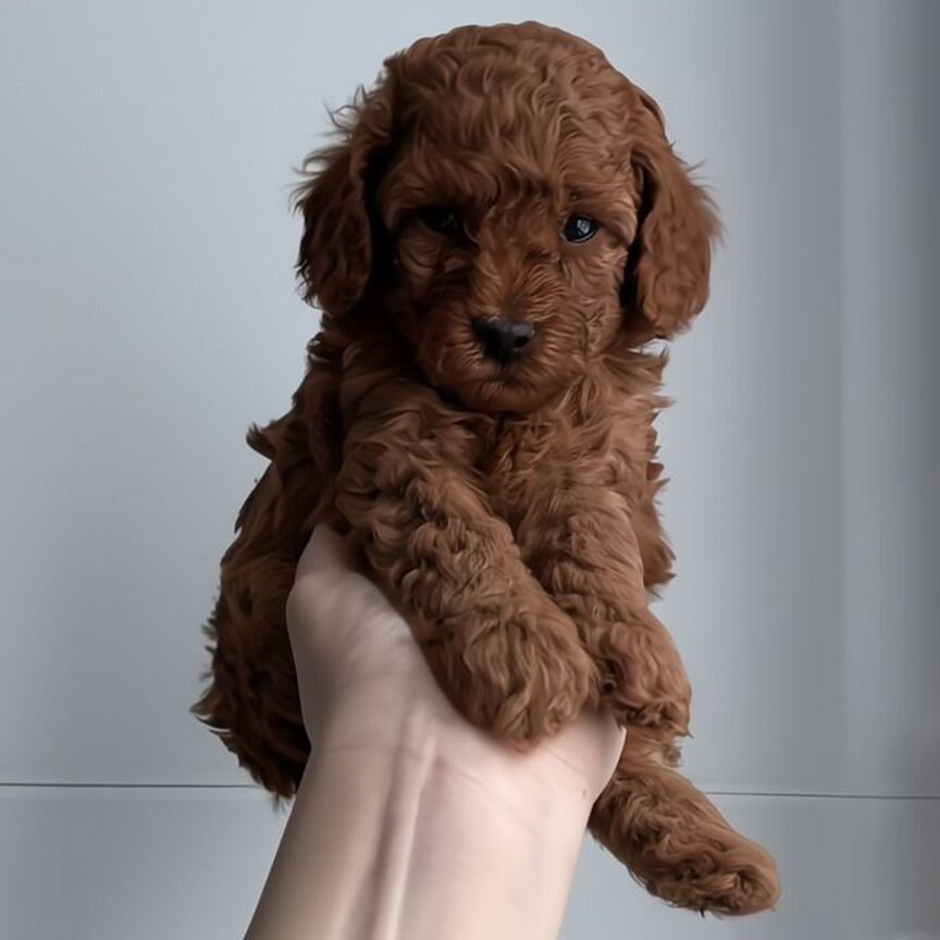 Той-пудель, щенок