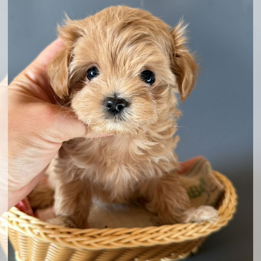 Мальтипу, щенок